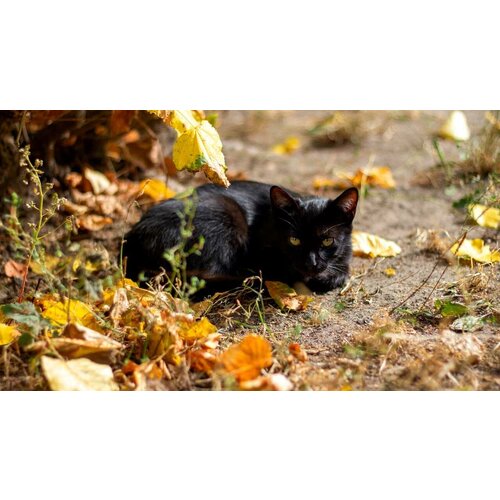 Картина на холсте 60x110 LinxOne "Морда свет черный кот взгляд" интерьерная для дома / на стену / на кухню / с подрамником