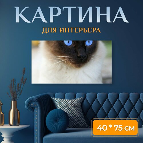 Картина на холсте "Сиам, сиамский, кот" на подрамнике 75х40 см. для интерьера