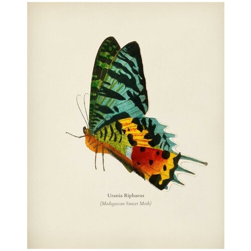 Постер / Плакат / Картина Бабочки - Восхитительная бабочка 50х70 см в подарочном тубусе