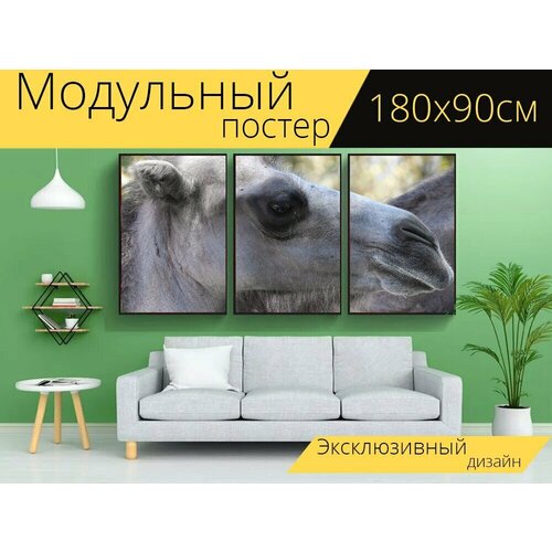 Модульный постер "Топтать, животное, верблюд" 180 x 90 см. для интерьера