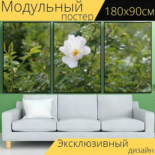 Модульный постер "Цветок, природа, белый" 180 x 90 см. для интерьера