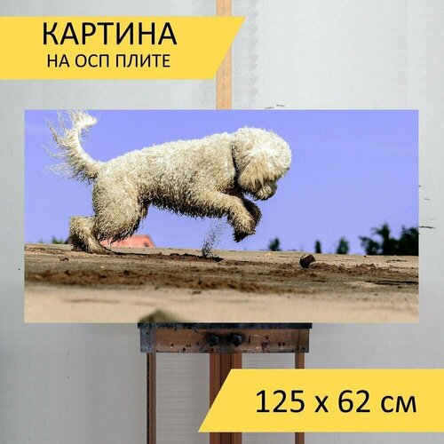 Картина на ОСП 125х62 см. "Золотой каракули, собака, играть" горизонтальная, для интерьера, с креплениями