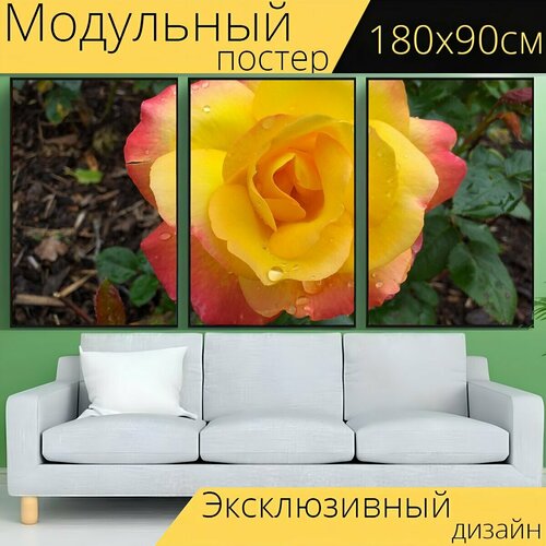 Модульный постер "Роза, цветок, желтый" 180 x 90 см. для интерьера