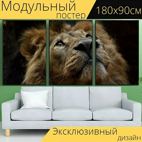 Модульный постер "Млекопитающее, кот, лев" 180 x 90 см. для интерьера