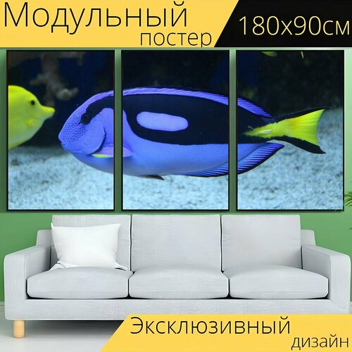 Модульный постер "Поддоны доктор рыба, доктор рыба, рыбы" 180 x 90 см. для интерьера