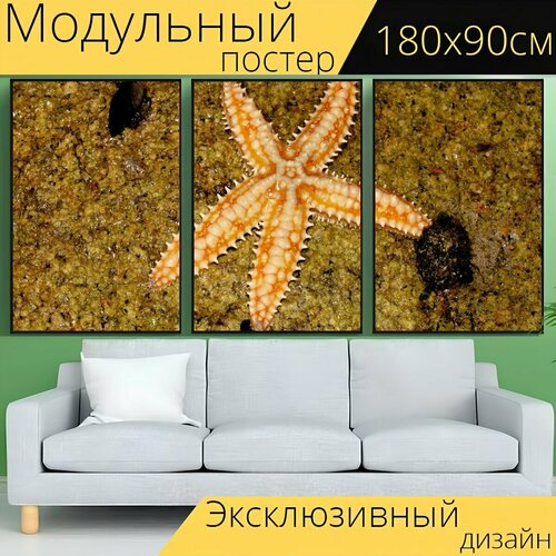 Модульный постер "Морская звезда, пляж, море" 180 x 90 см. для интерьера