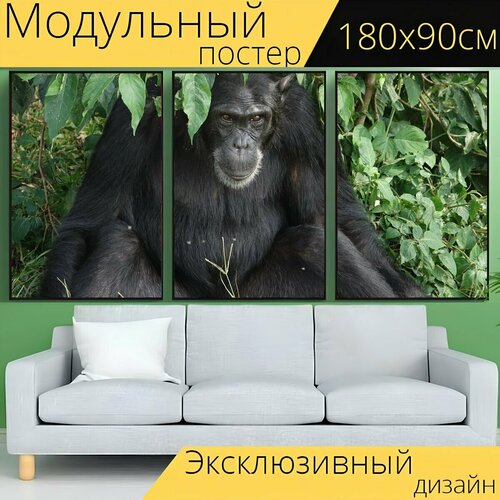 Модульный постер "Млекопитающее, примат, природа" 180 x 90 см. для интерьера