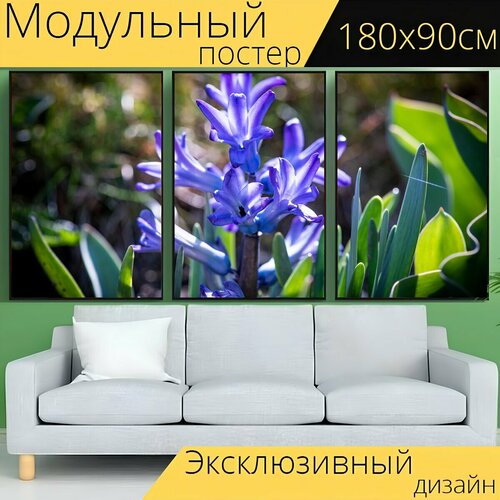 Модульный постер "Гиацинт, синий, сад" 180 x 90 см. для интерьера