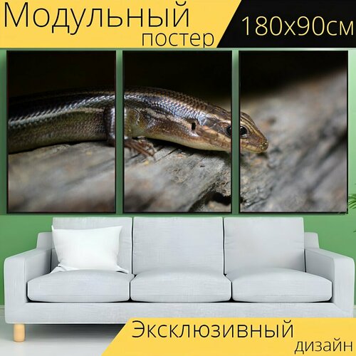Модульный постер "Ящерица, саламандра, рептилия" 180 x 90 см. для интерьера
