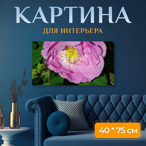 Картина на холсте "Розовый, декоративное растение, цветок" на подрамнике 75х40 см. для интерьера