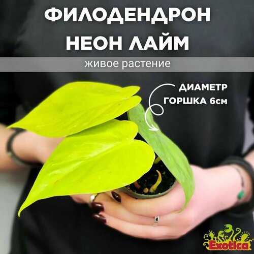 Филодендрон Неон Лайм (лат. Philodendron Neon Lime) D6см