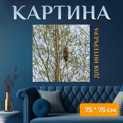 Картина на холсте "Уральская сова, сова, птица" на подрамнике 75х75 см. для интерьера