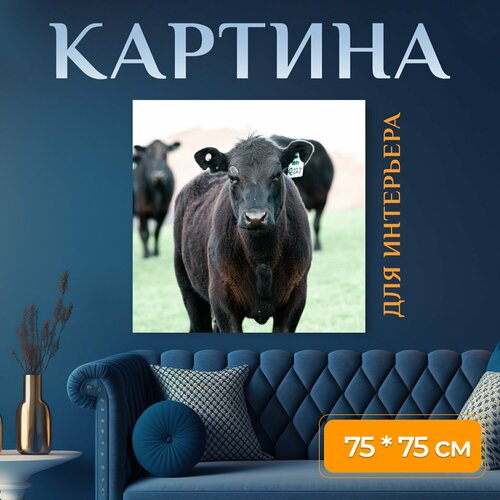 Картина на холсте "Корова, черный ангус, ферма" на подрамнике 75х75 см. для интерьера
