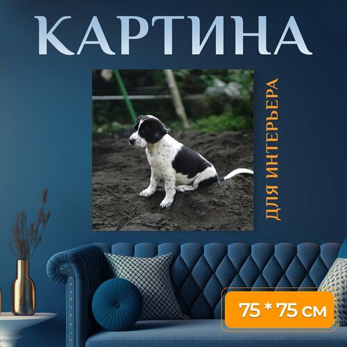 Картина на холсте "Собака, гончая, щенок" на подрамнике 75х75 см. для интерьера