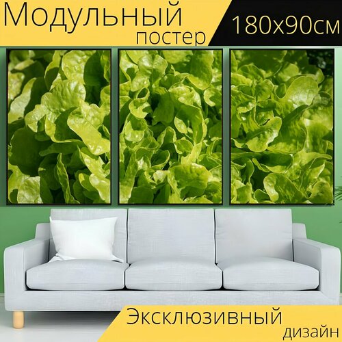 Модульный постер "Салат, зеленый, листья салата" 180 x 90 см. для интерьера