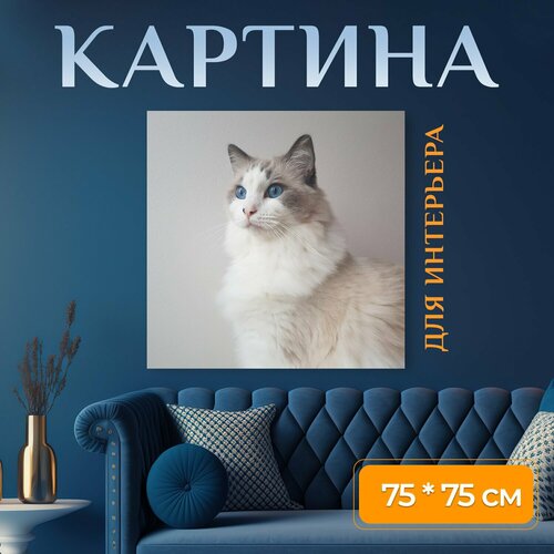 Картина на холсте "Кот, животное, " на подрамнике 75х75 см. для интерьера