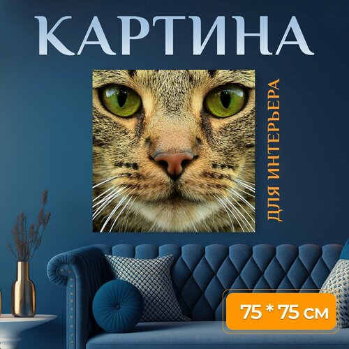 Картина на холсте "Кошка, кошачий, портрет" на подрамнике 75х75 см. для интерьера