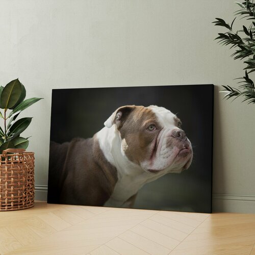 Картина на холсте "Коричнево-белая собака с грустным выражением лица" 20x30 см. Интерьерная, на стену.