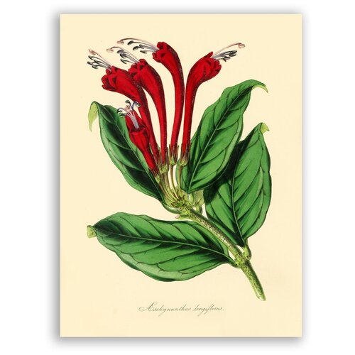 Гравюра Постер на бумаге / Aeschynanthus Longiflorus