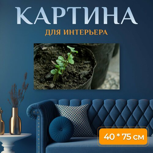 Картина на холсте "Проростки, семена, завод" на подрамнике 75х40 см. для интерьера