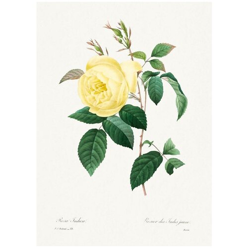 Постер / Плакат / Картина Дикие цветы - Желтая роза 60х90 см в подарочном тубусе