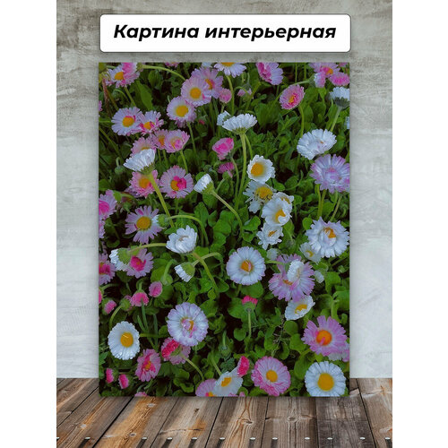 Картины для интерьера 50х70 Ромашки поляна цветы