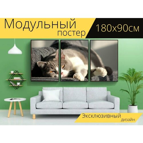Модульный постер "Кот, похмелье" 180 x 90 см. для интерьера