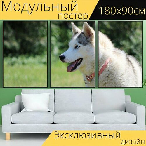 Модульный постер "Хаски, сибирский хаски, собака" 180 x 90 см. для интерьера