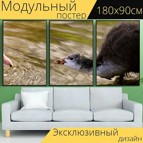 Модульный постер "Лысуха, цыпленок, подача" 180 x 90 см. для интерьера