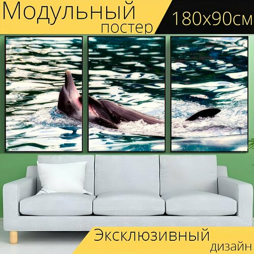 Модульный постер "Дельфин, морская свинья, море" 180 x 90 см. для интерьера