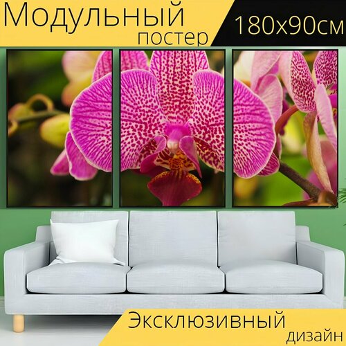 Модульный постер "Орхидея, фаленопсис, пастель" 180 x 90 см. для интерьера