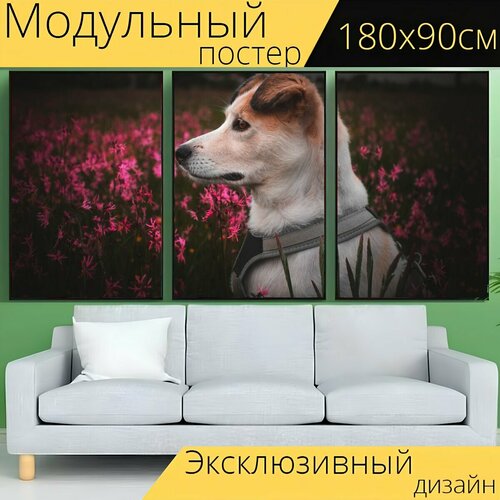 Модульный постер "Собачий, собака, красивая" 180 x 90 см. для интерьера