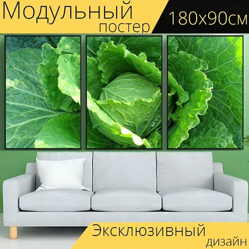 Модульный постер "Капуста, овощ, сад" 180 x 90 см. для интерьера