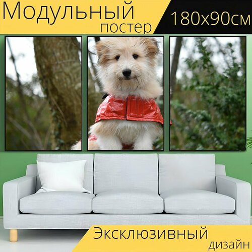 Модульный постер "Собака, собака носит пальто, молодая собака" 180 x 90 см. для интерьера