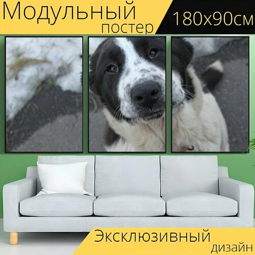 Модульный постер "Пес, щенок, домашнее животное" 180 x 90 см. для интерьера