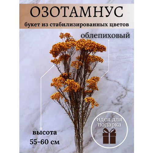 Натуральные сухоцветы озотамнуса (Цвет: облепиха)