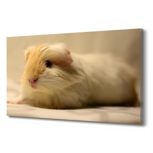 Картина на холсте "Белая морская свинка" PRC-633 (45x30см). Натуральный холст