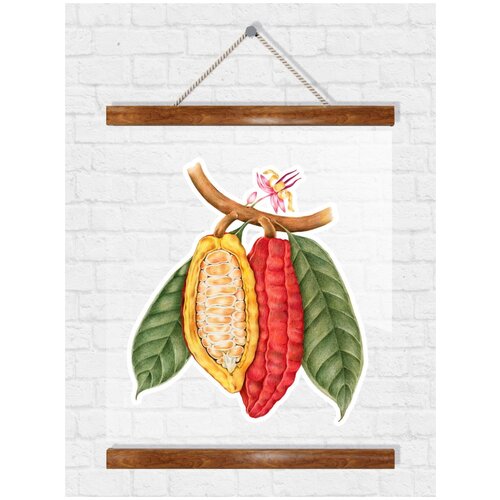 Постер / Плакат / Картина Прозрачный постер - Два ярких плода какао бобов 40x50