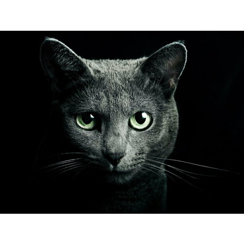 Плакат, постер на бумаге Cat Black/Черный кот/искусство/арт/абстракция/творчество. Размер 21 на 30 см