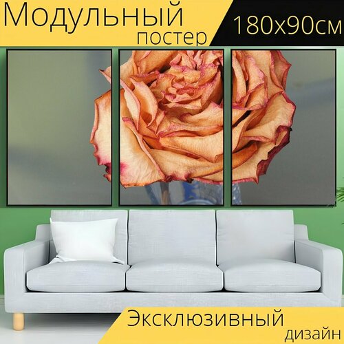 Модульный постер "Роза, цвести, сушеный" 180 x 90 см. для интерьера