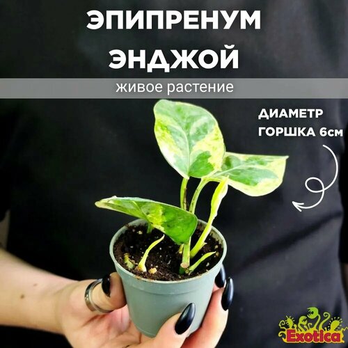 Эпипренум Энджой (Epipremnum Njoy) D6см