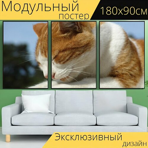Модульный постер "Кошка, спать, пати" 180 x 90 см. для интерьера