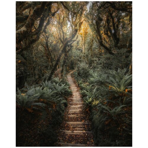 Постер / Плакат / Картина Тропинка в джунглях - Новая Зеландия 60х90 см в подарочном тубусе