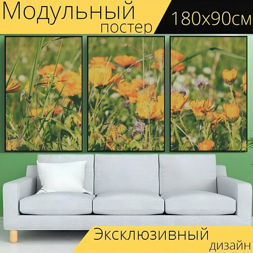 Модульный постер "Ноготки, календула, лекарственное растение" 180 x 90 см. для интерьера