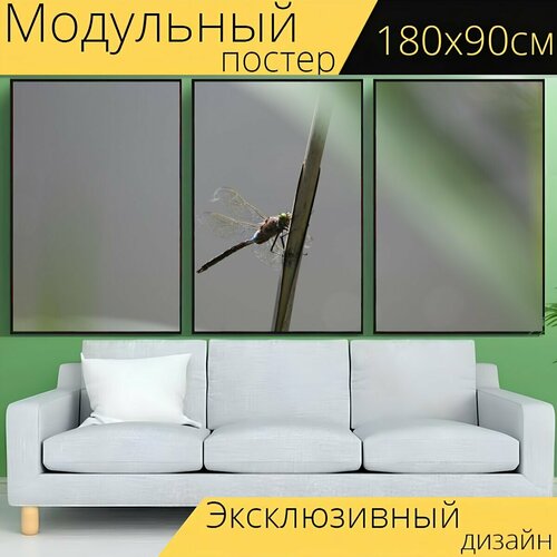 Модульный постер "Стрекоза, насекомое, острие травы" 180 x 90 см. для интерьера