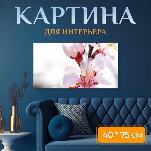 Картина на холсте "Цветок миндаля, цветы, филиал" на подрамнике 75х40 см. для интерьера