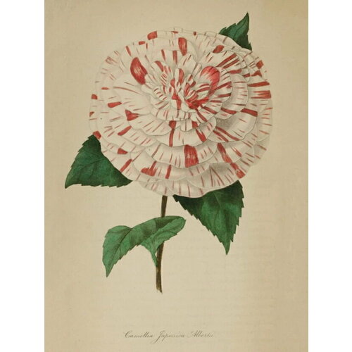 Плакат, постер на холсте Camellia Japonica Albertii/искусство/арт/абстракция/творчество. Размер 30 х 42 см