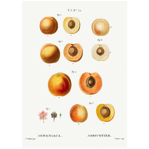 Постер / Плакат / Картина Фрукты - Абрикосы и персики 50х70 см в подарочном тубусе