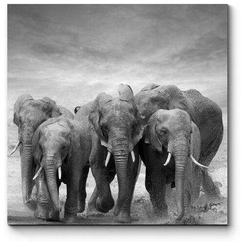 Модульная картина Слоны на озере 60x60