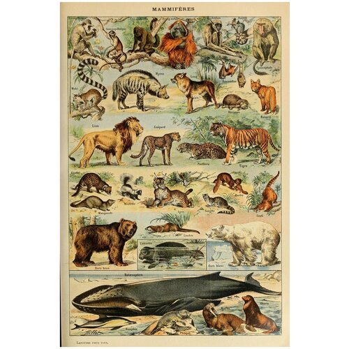 Постер / Плакат / Картина Виды животных 90х120 см в подарочном тубусе